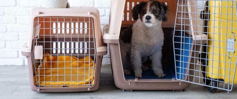 U.S. Dog Import Ban: Understanding the CDC’s Temporary Suspension of ...