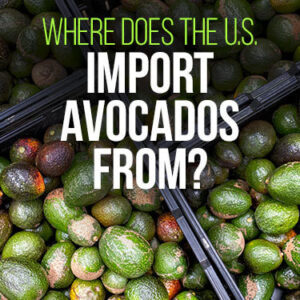 Importing Avocados: Regulations and Sourcing Alternatives