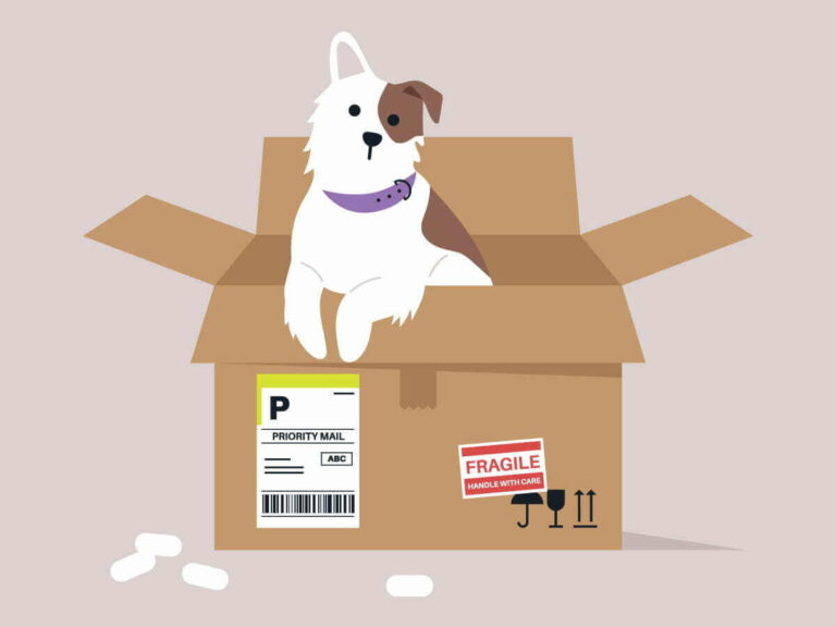 How to Import a Dog: An Essential Guide