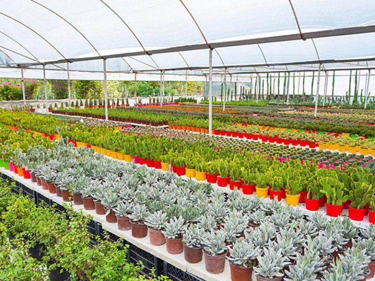 Do I Need a USDA Import Permit For Plants?