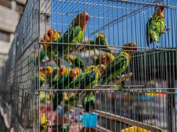USDA Animal Import Centers: Locations and Regulations | USA Customs ...